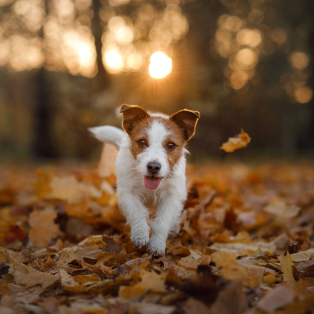 Fall Decor Ideas for Your Pet – Clearly Loved Pets