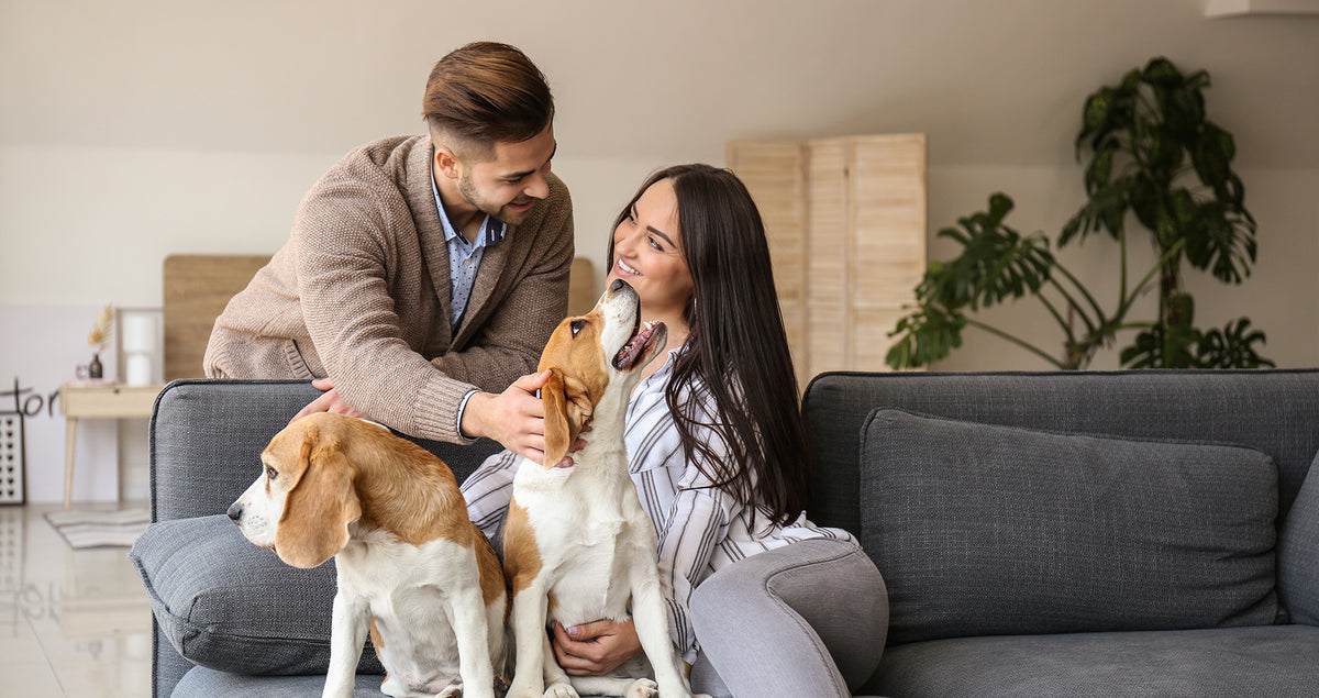 Simple Ways to Be a Fabulous Pet Parent – Clearly Loved Pets