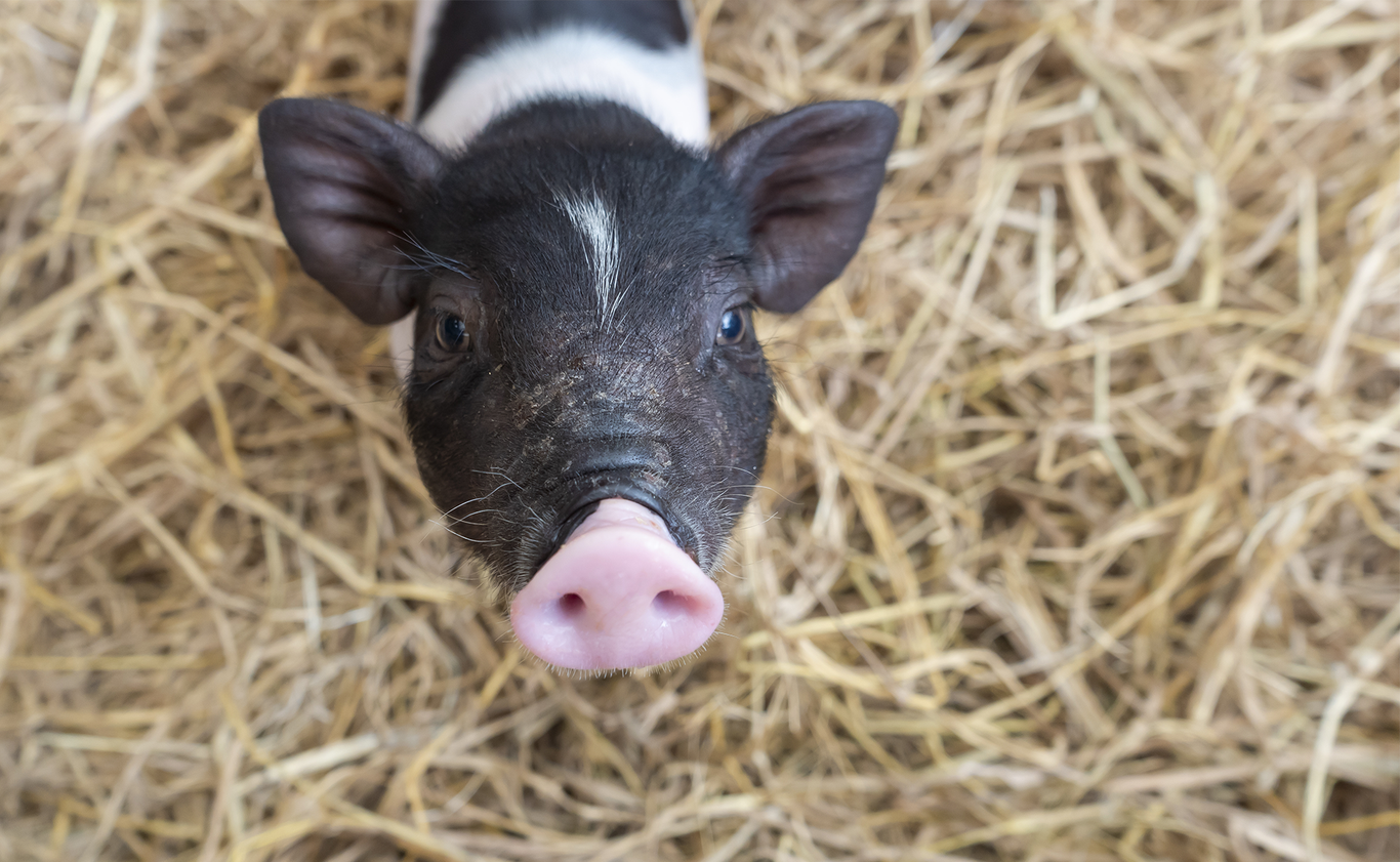 7 Common Questions About Potbellied Pigs – Clearly Loved Pets