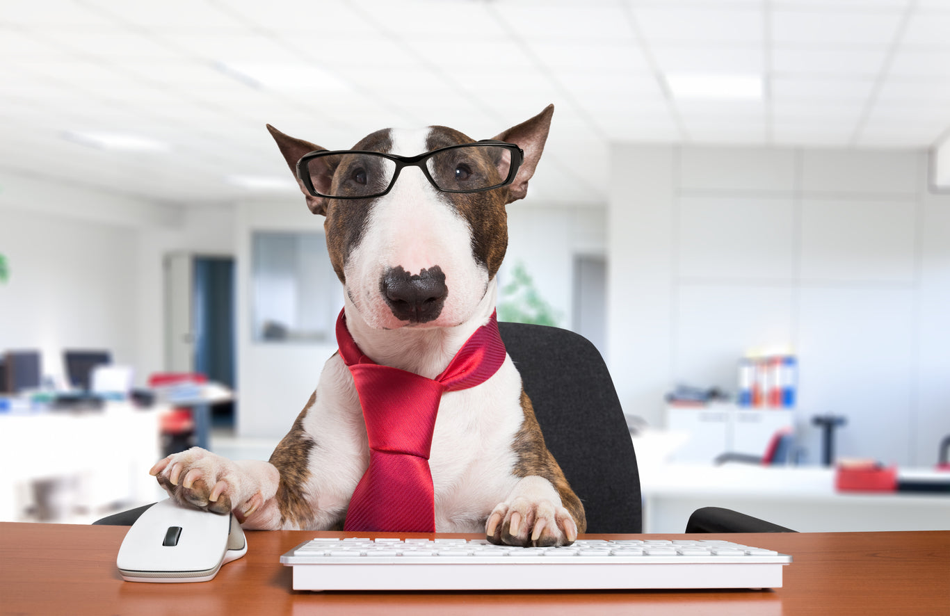 The Benefits Of Having Pets In The Workplace – Clearly Loved Pets