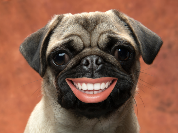 Doggie Dentistry - What You Need to Know About Your Dog's Teeth ...