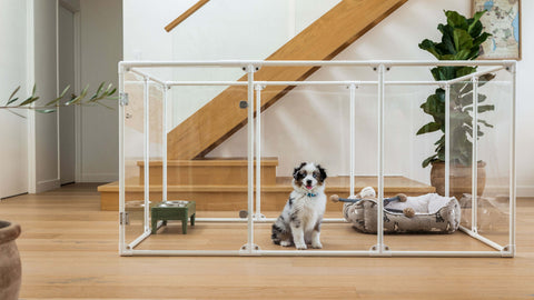 Clearly Loved Pets | Award-Winning Transparent Pens for Pets